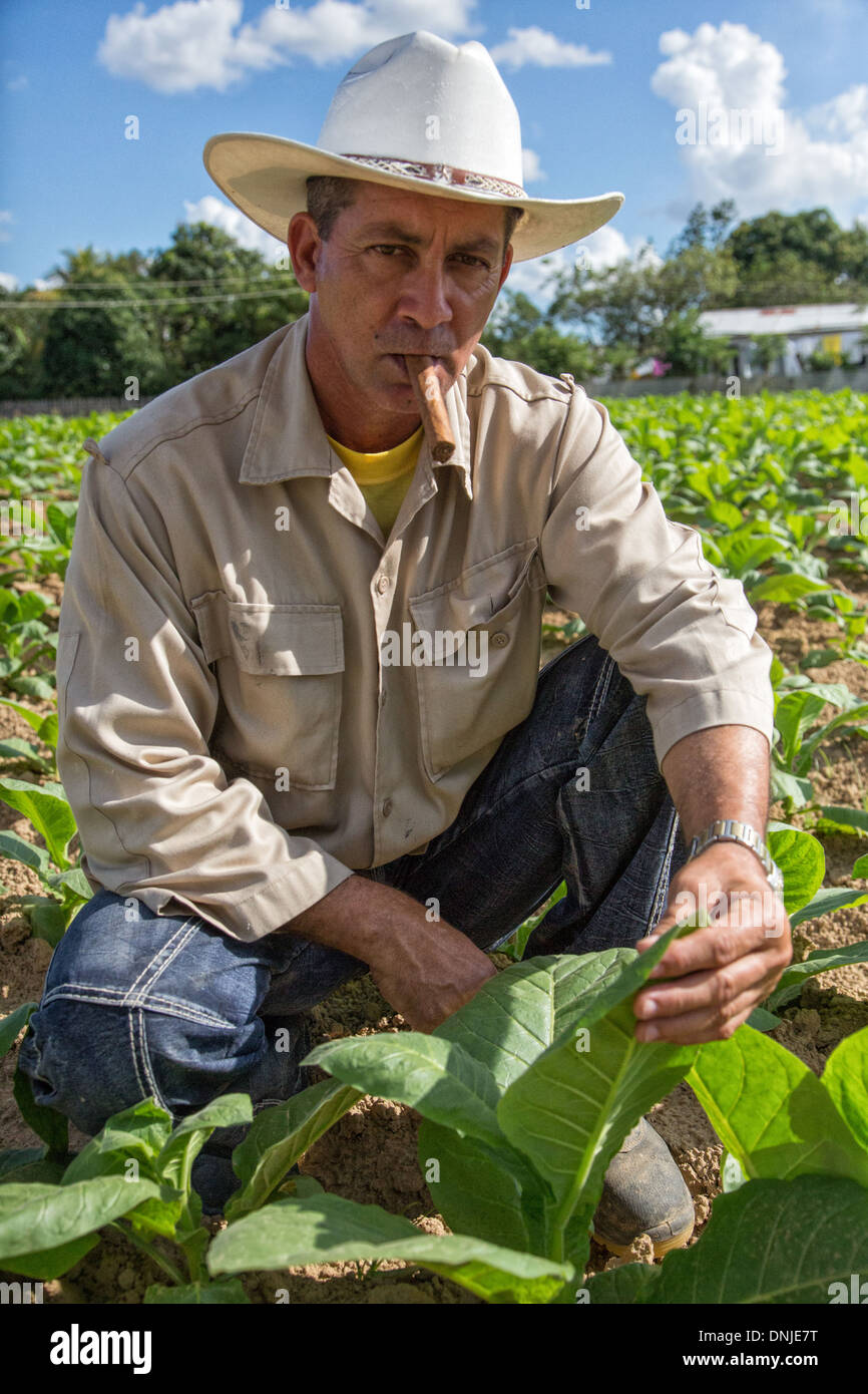 CUBAN FARMER ON HIS PLANTATION OF TOBACCO FOR MAKING COHIBA (PURO ...