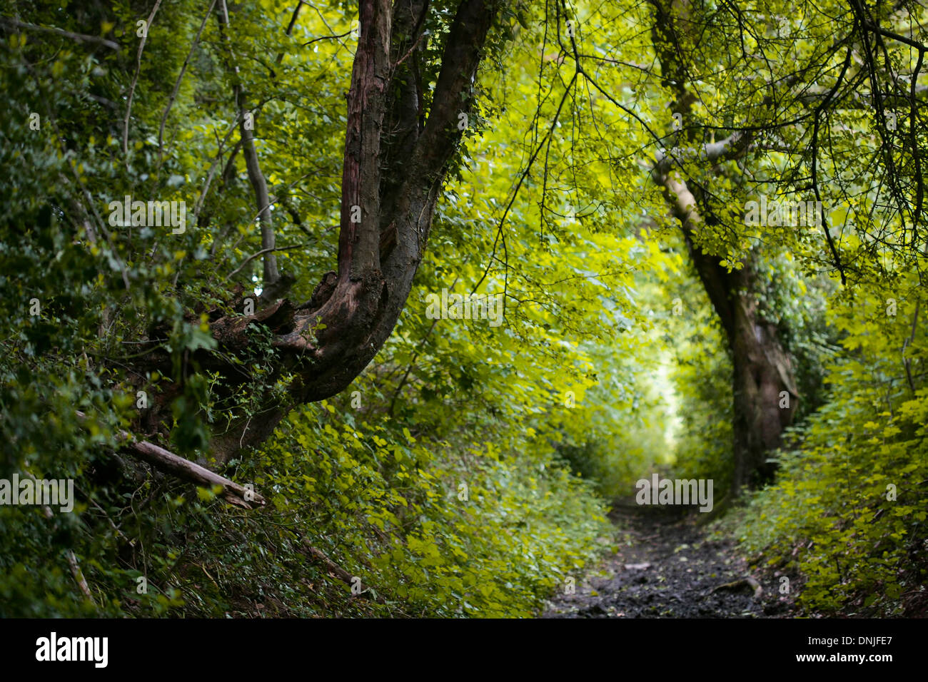 Forest Path in Surrey Hills, England, UK Stock Photo - Alamy