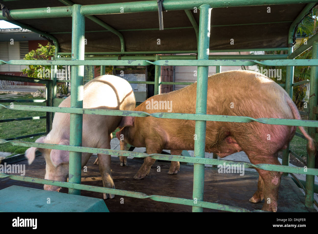 Pigs in city hi-res stock photography and images - Alamy