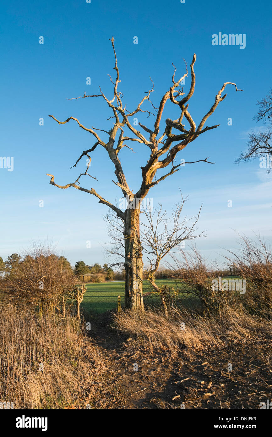 Dead tree struck by lightning hi-res stock photography and images - Alamy