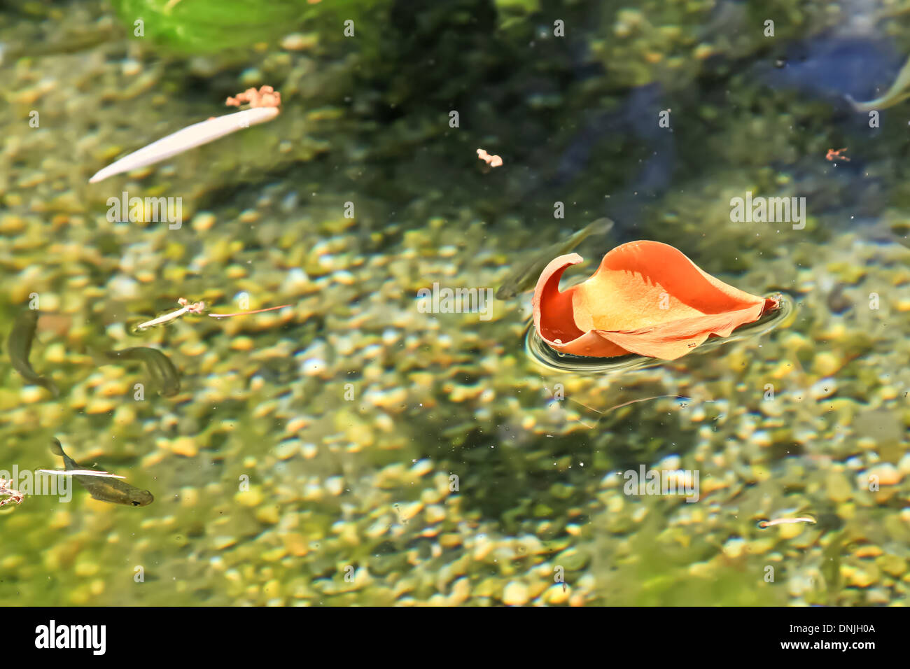 Single leaf afloat Stock Photo - Alamy