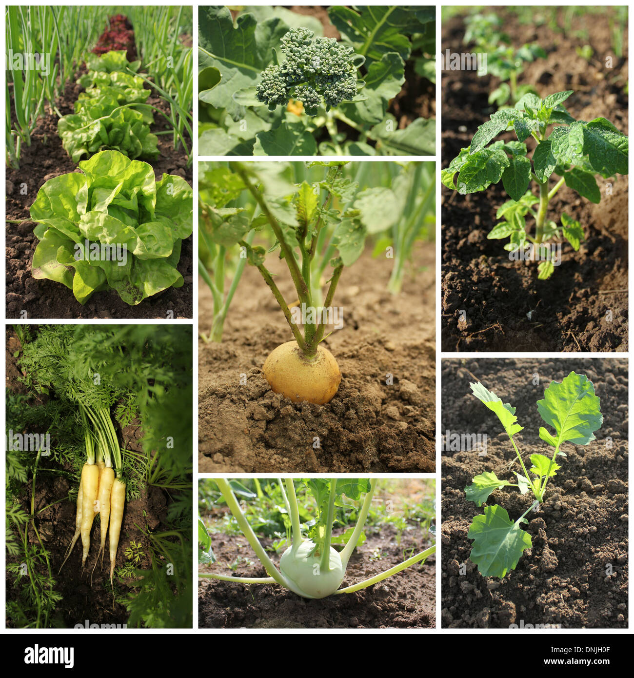 Collage of garden images Stock Photo - Alamy