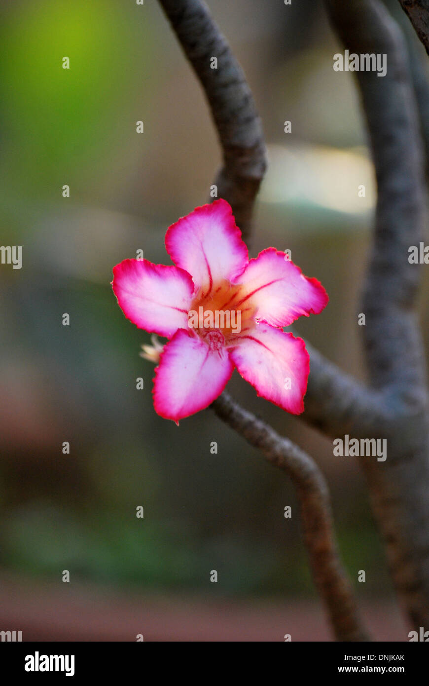 Rose Terrace High Resolution Stock Photography and Images - Alamy