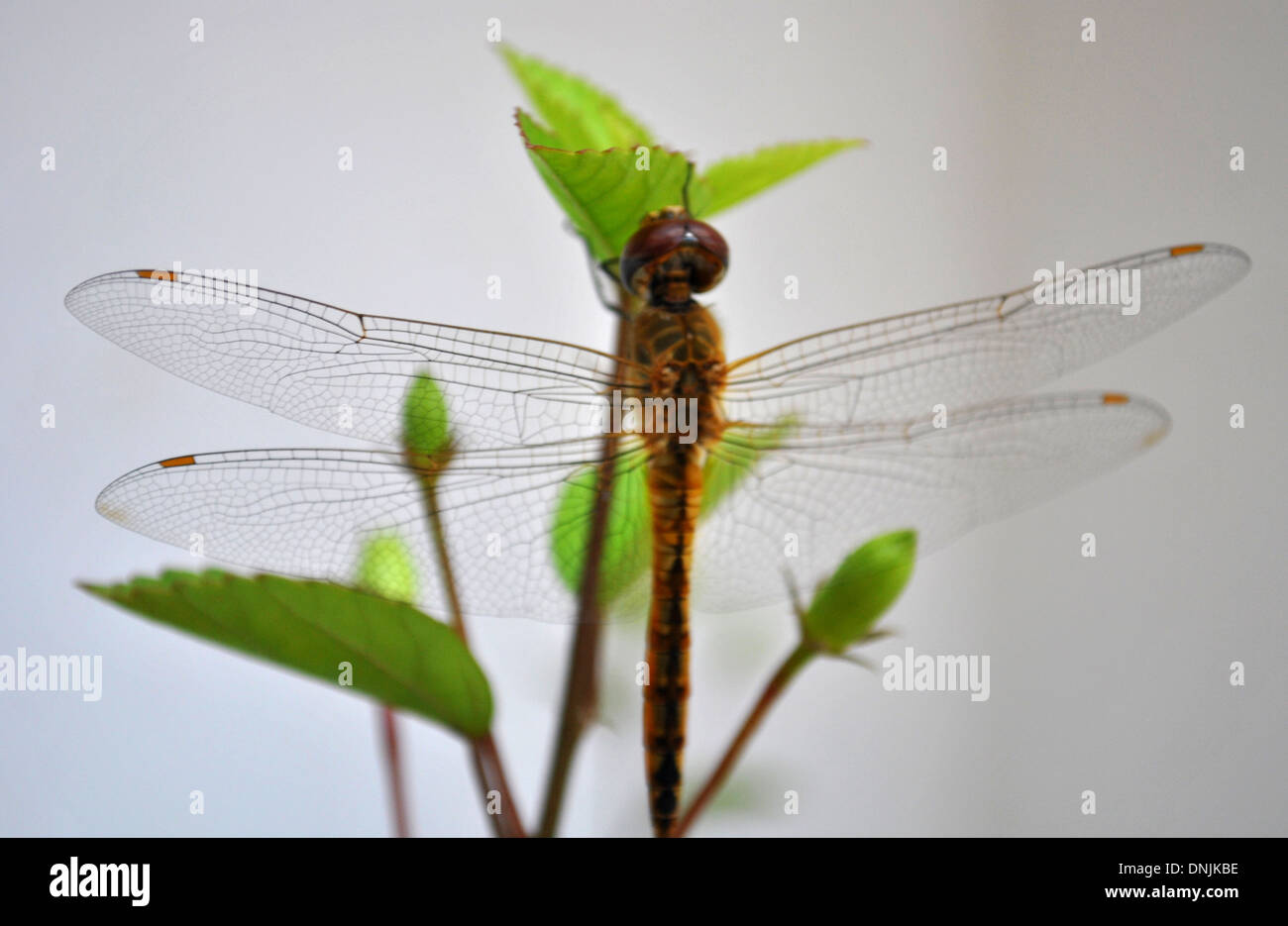 Dragon fly hi-res stock photography and images - Alamy