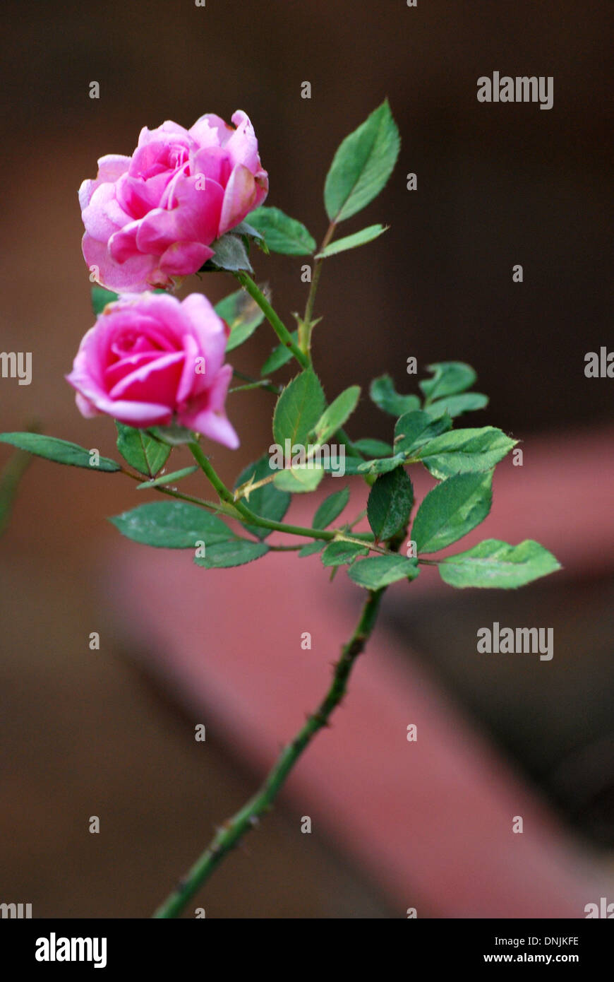 Two red roses rose garden hi-res stock photography and images - Alamy