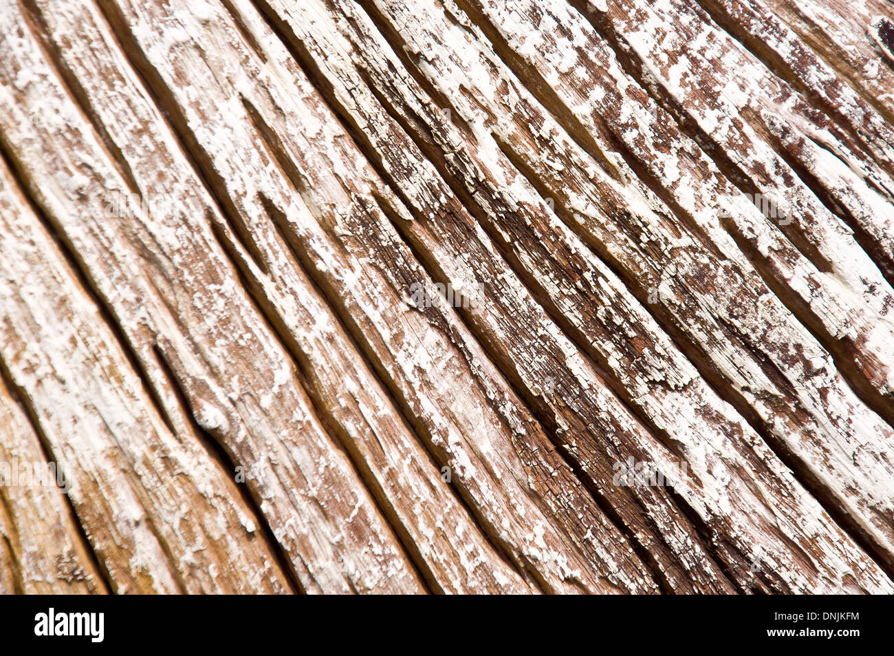 dried tree wood texture background Stock Photo - Alamy