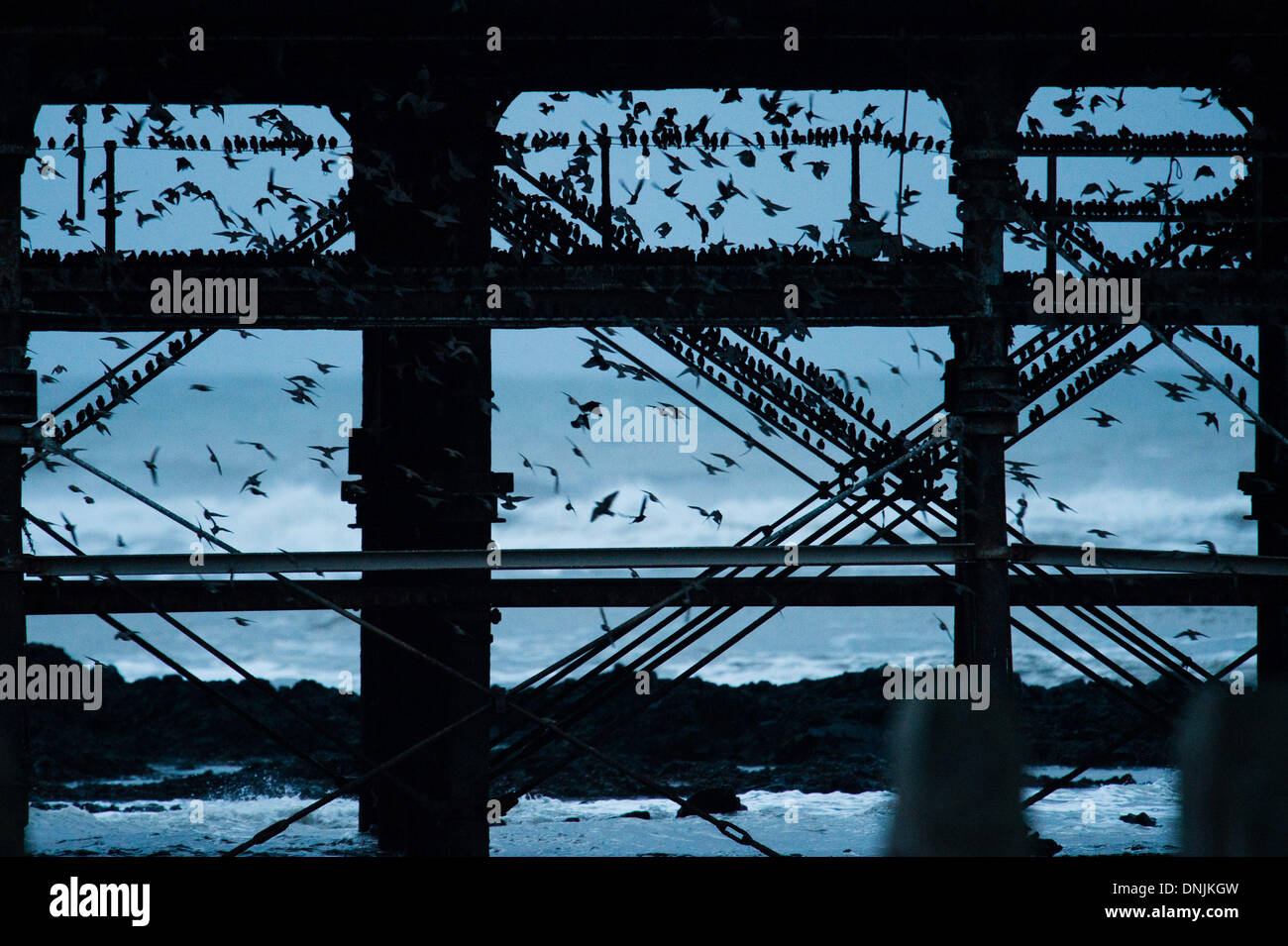 Starlings flying under pier hi-res stock photography and images - Alamy