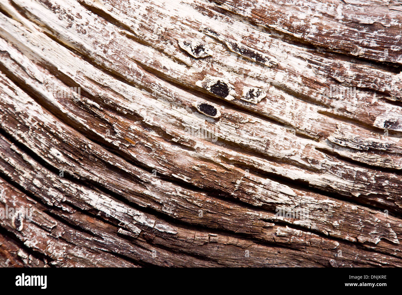 Dried tree hi-res stock photography and images - Alamy