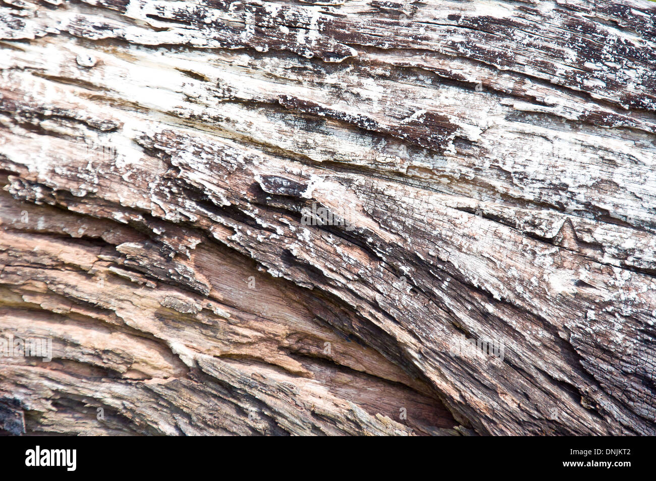 dried tree wood texture background Stock Photo - Alamy