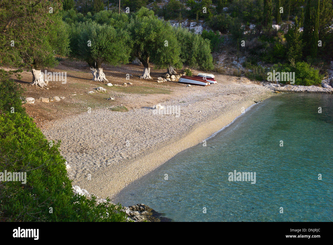 Olive Trees on Foki Beach near Fiscardo, Kefalonia, Greece Stock Photo ...