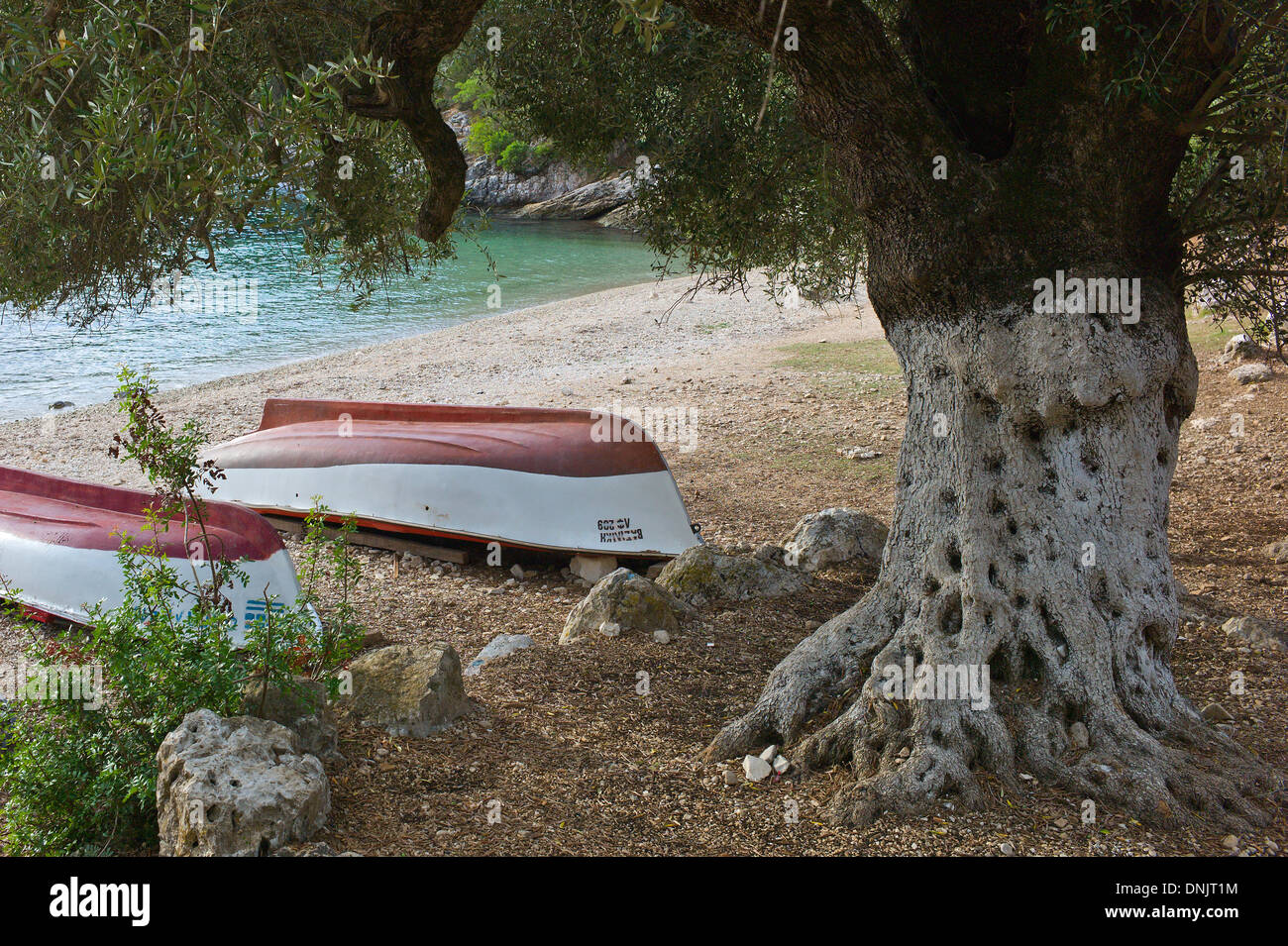 Olive trees and upturned boats on Foki Beach near Fiscardo, Kefalonia ...