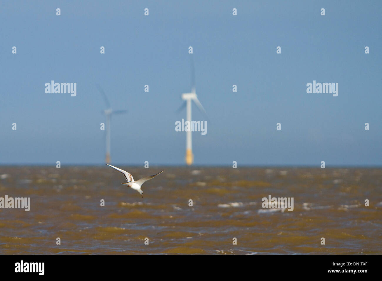 Tern fishing hi-res stock photography and images - Alamy