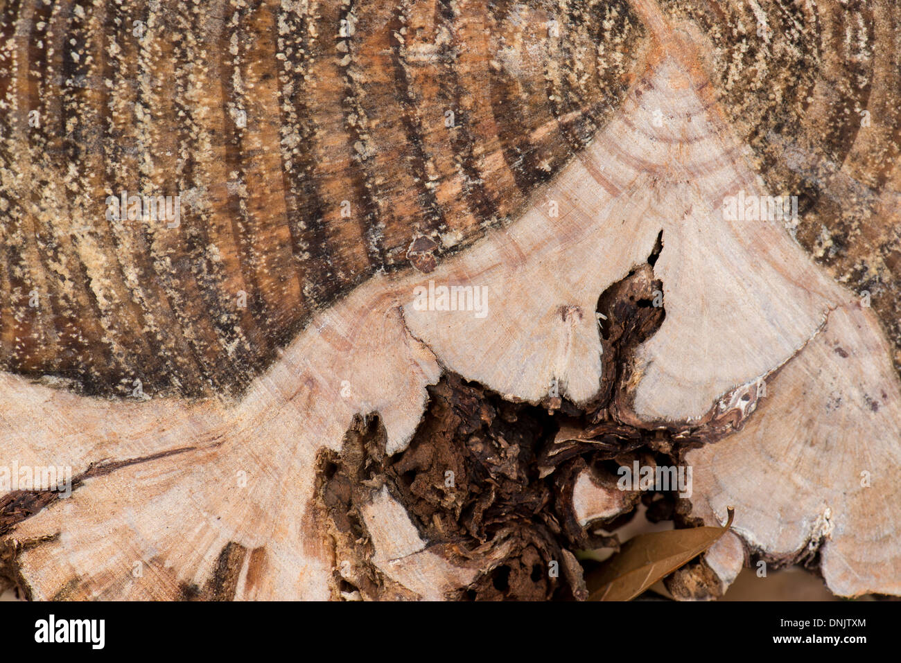 Tree rings count age tree hi-res stock photography and images - Alamy