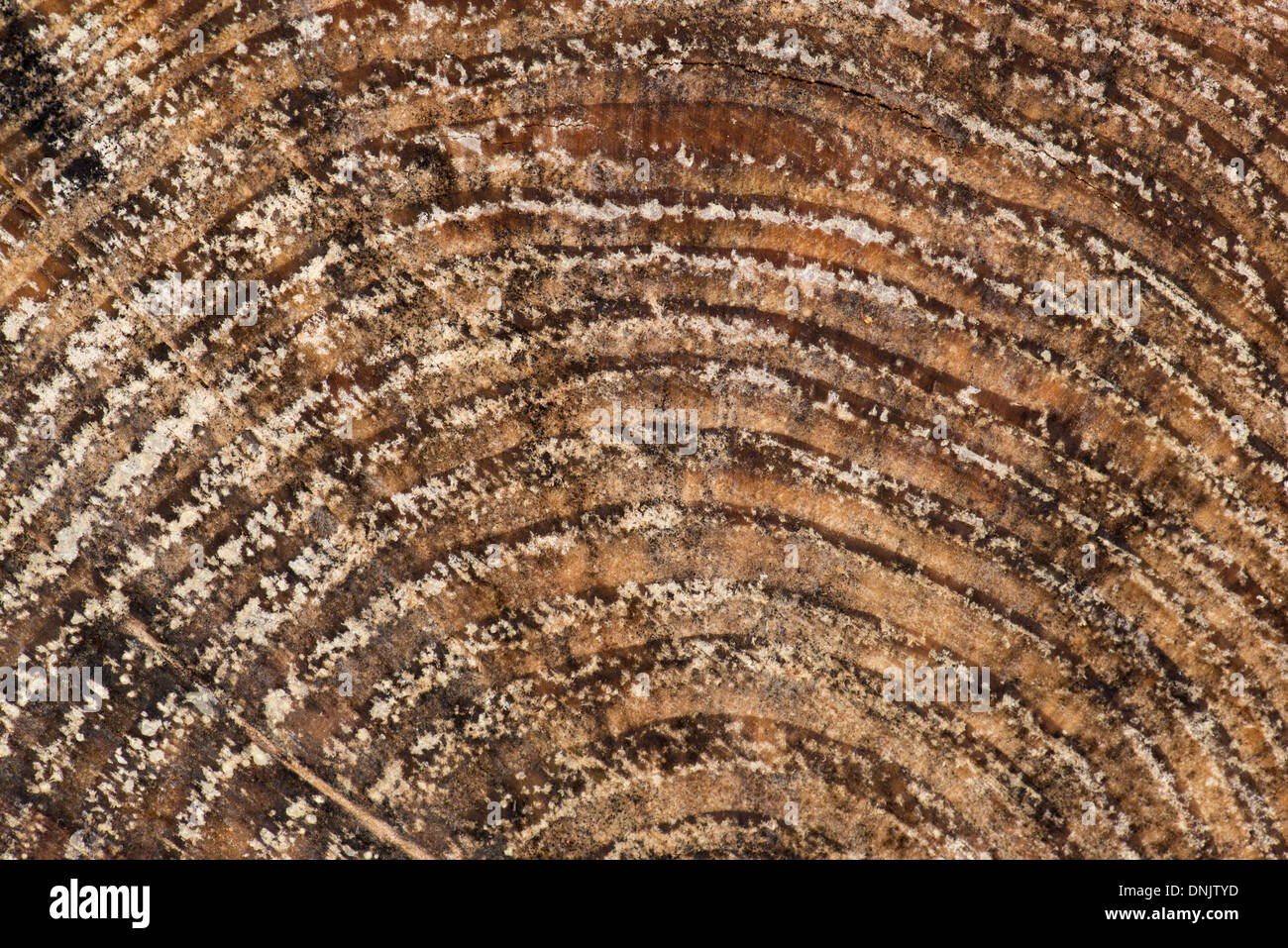 Growth rings of a Southern Yellow Pine Stock Photo - Alamy