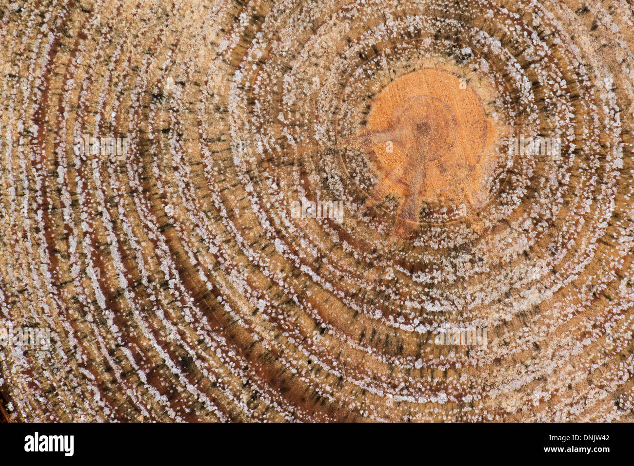 Pith tree hi-res stock photography and images - Alamy