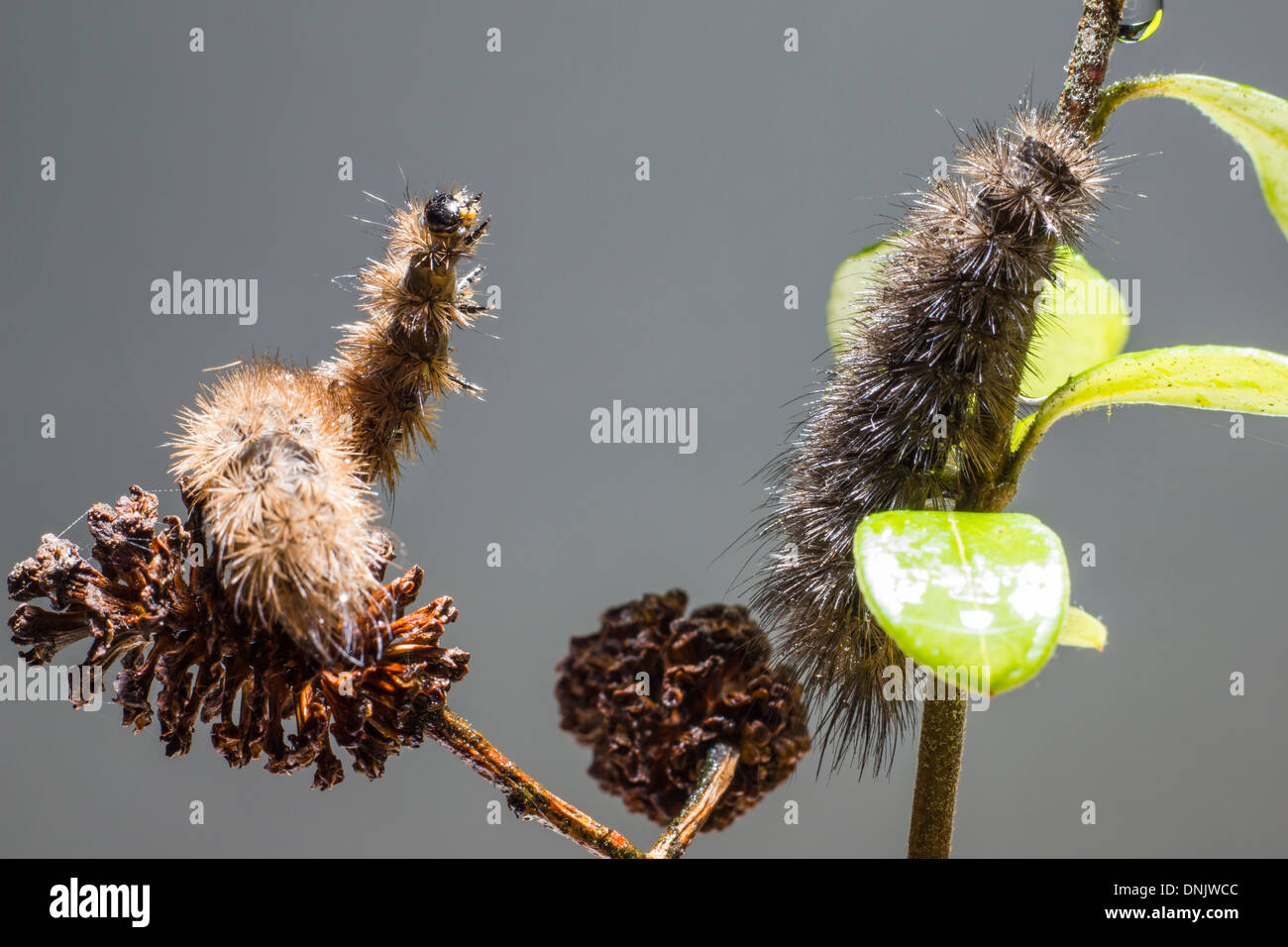 The Ruby Tiger Caterpillar ( Phragmatobia fuliginosa Stock Photo - Alamy