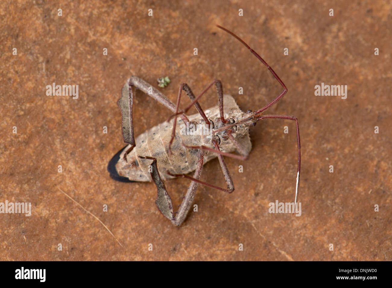 A dead insect Stock Photo - Alamy