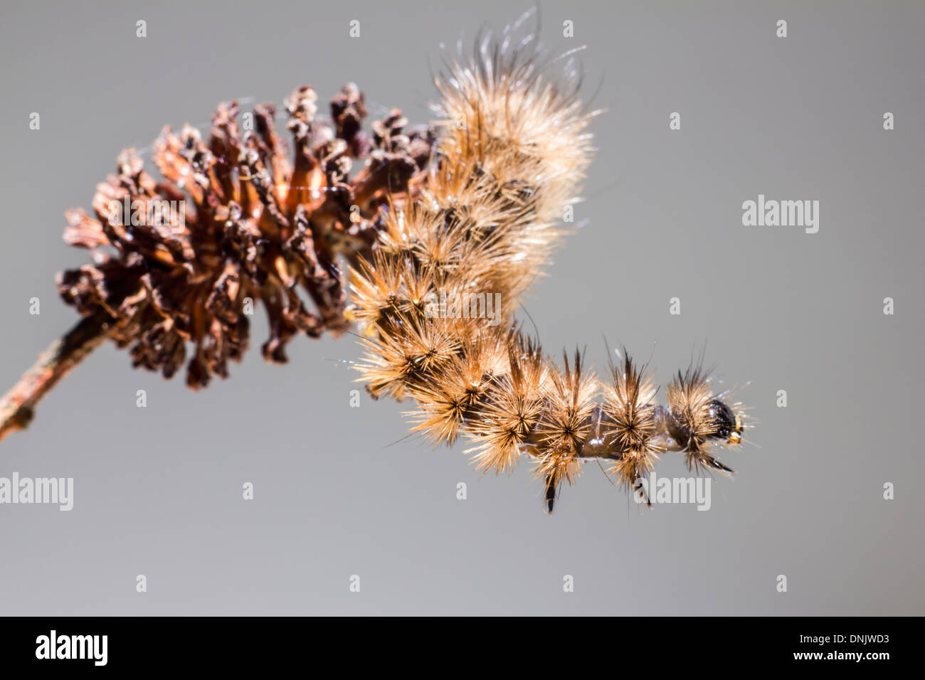The Ruby Tiger Caterpillar ( Phragmatobia fuliginosa Stock Photo - Alamy