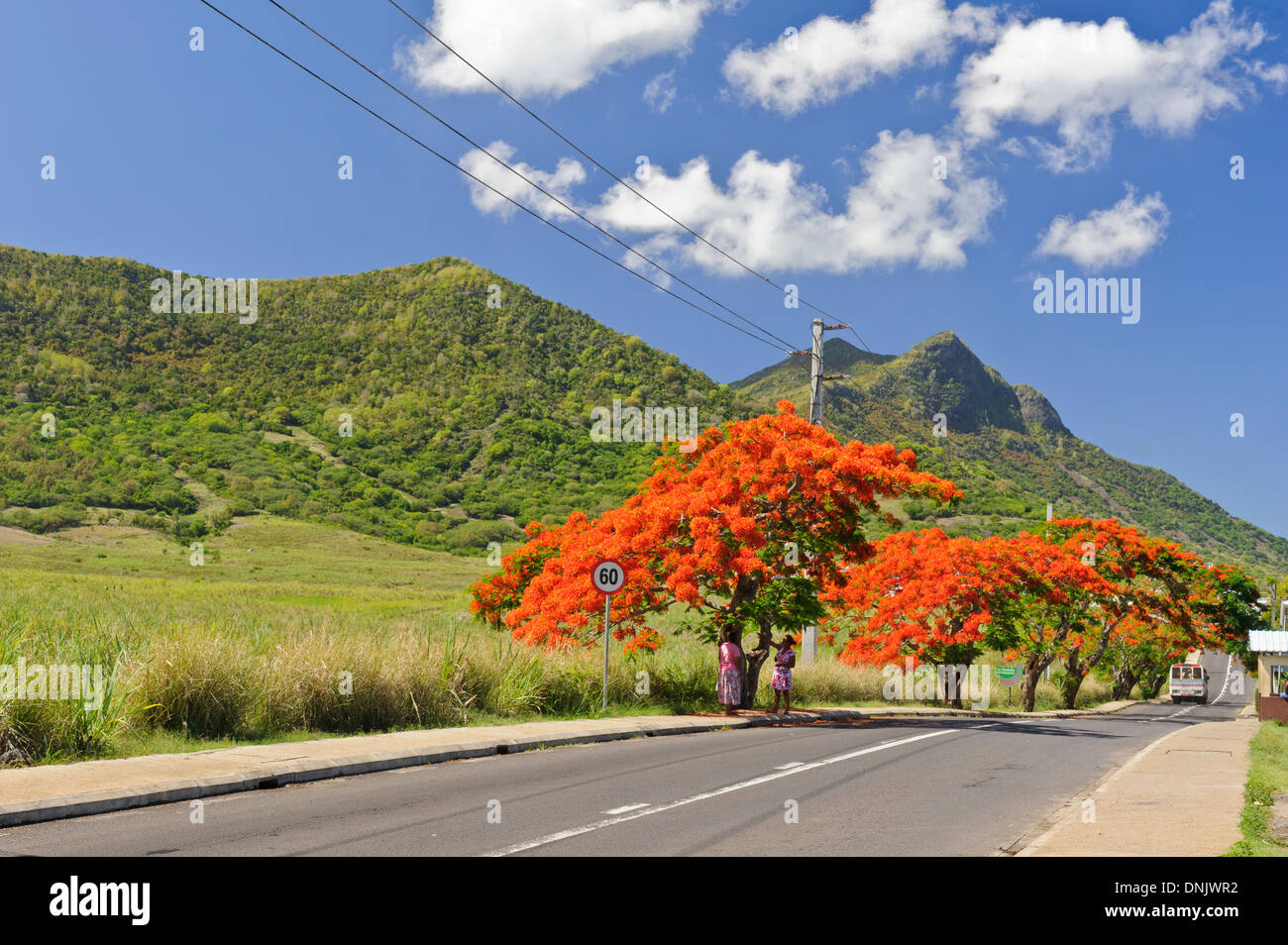Bright red flamboyant trees along the country road, Mauritius Stock ...