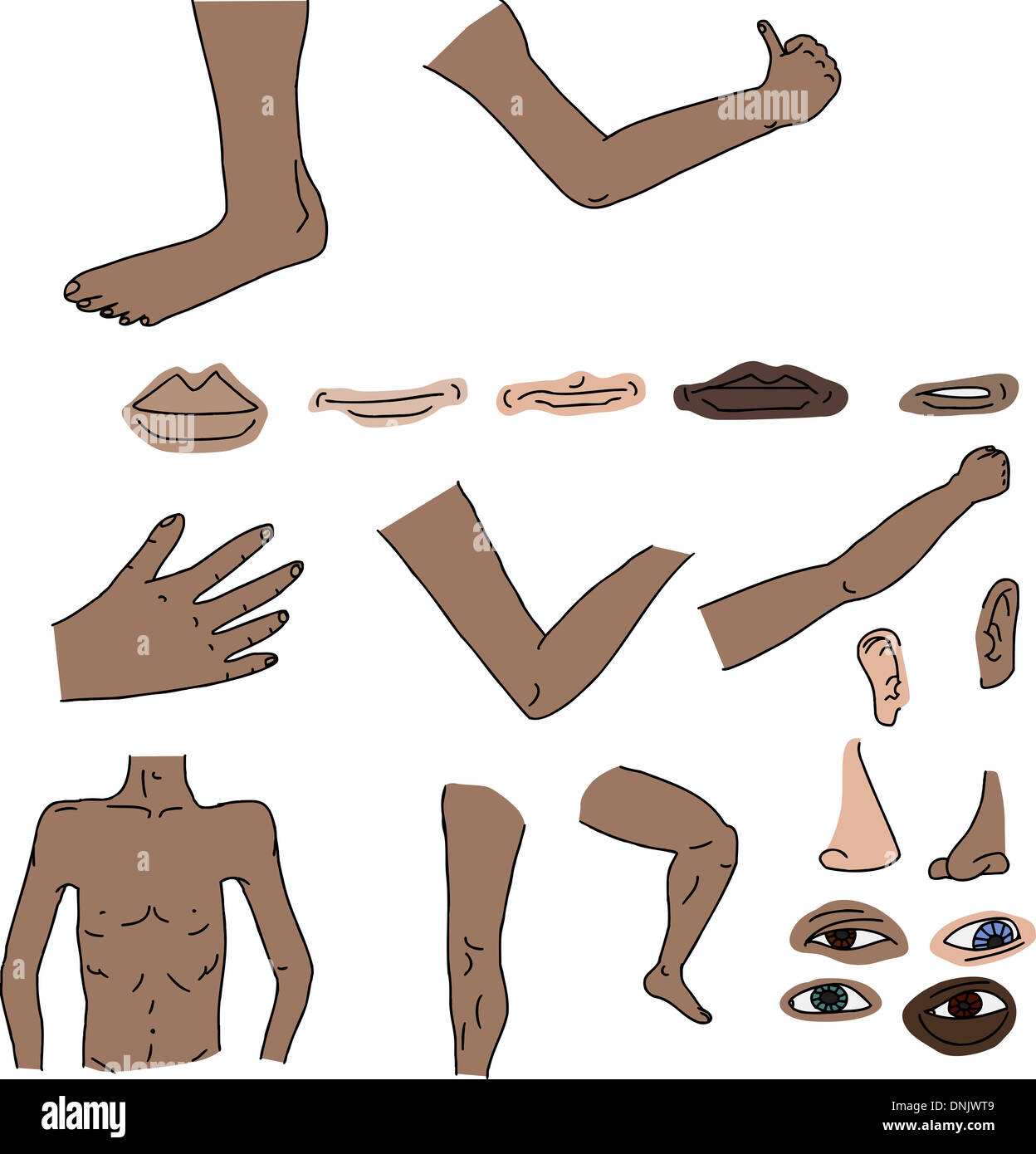 Isolated human body parts over white background Stock Photo - Alamy