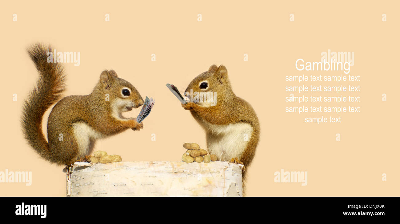 Animals playing card game hi-res stock photography and images - Alamy
