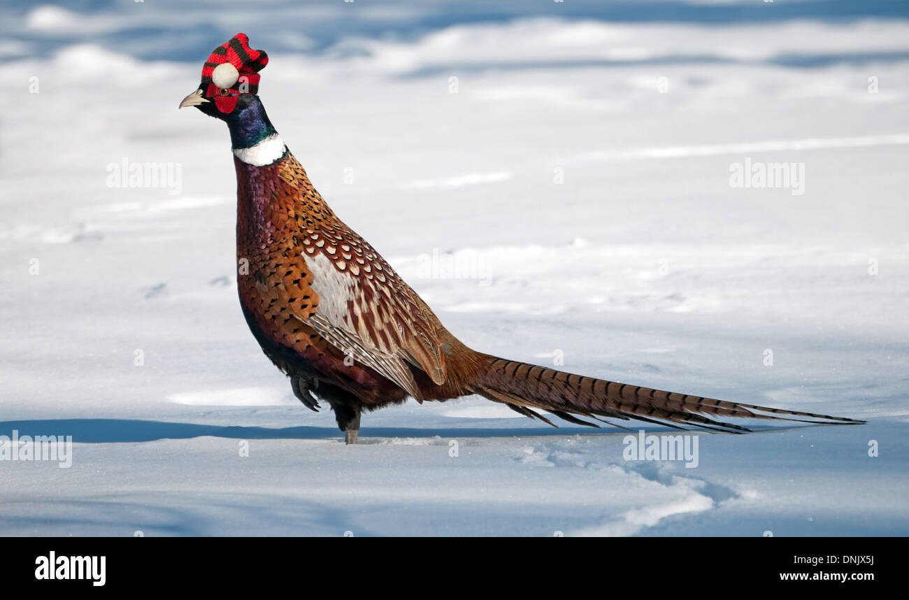 Pheasant Funny High Resolution Stock Photography and Images - Alamy