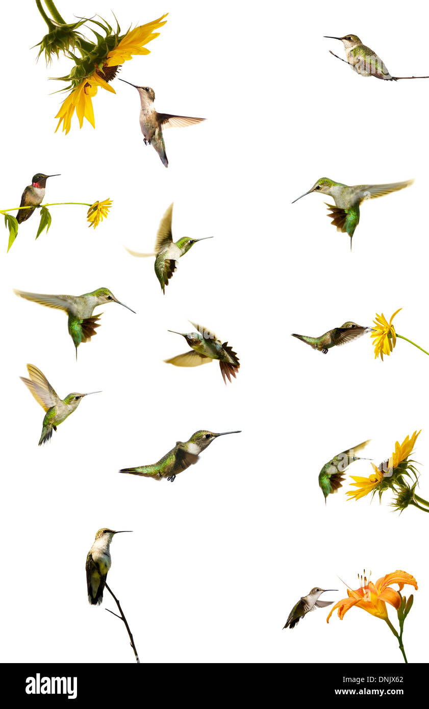 Body positions hummingbirds hi-res stock photography and images - Alamy