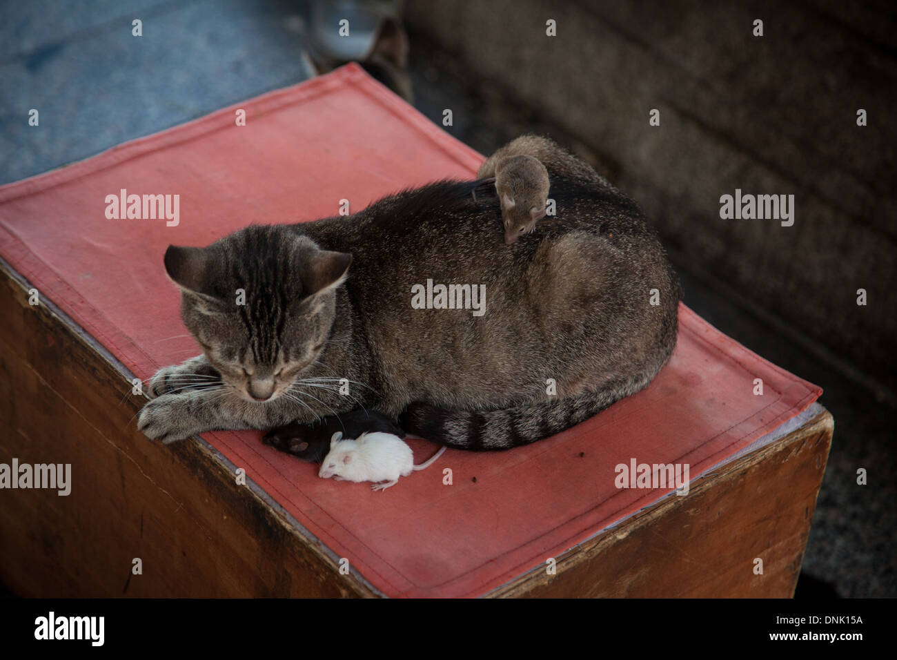 Cat with a mouse sardinia hi-res stock photography and images - Alamy