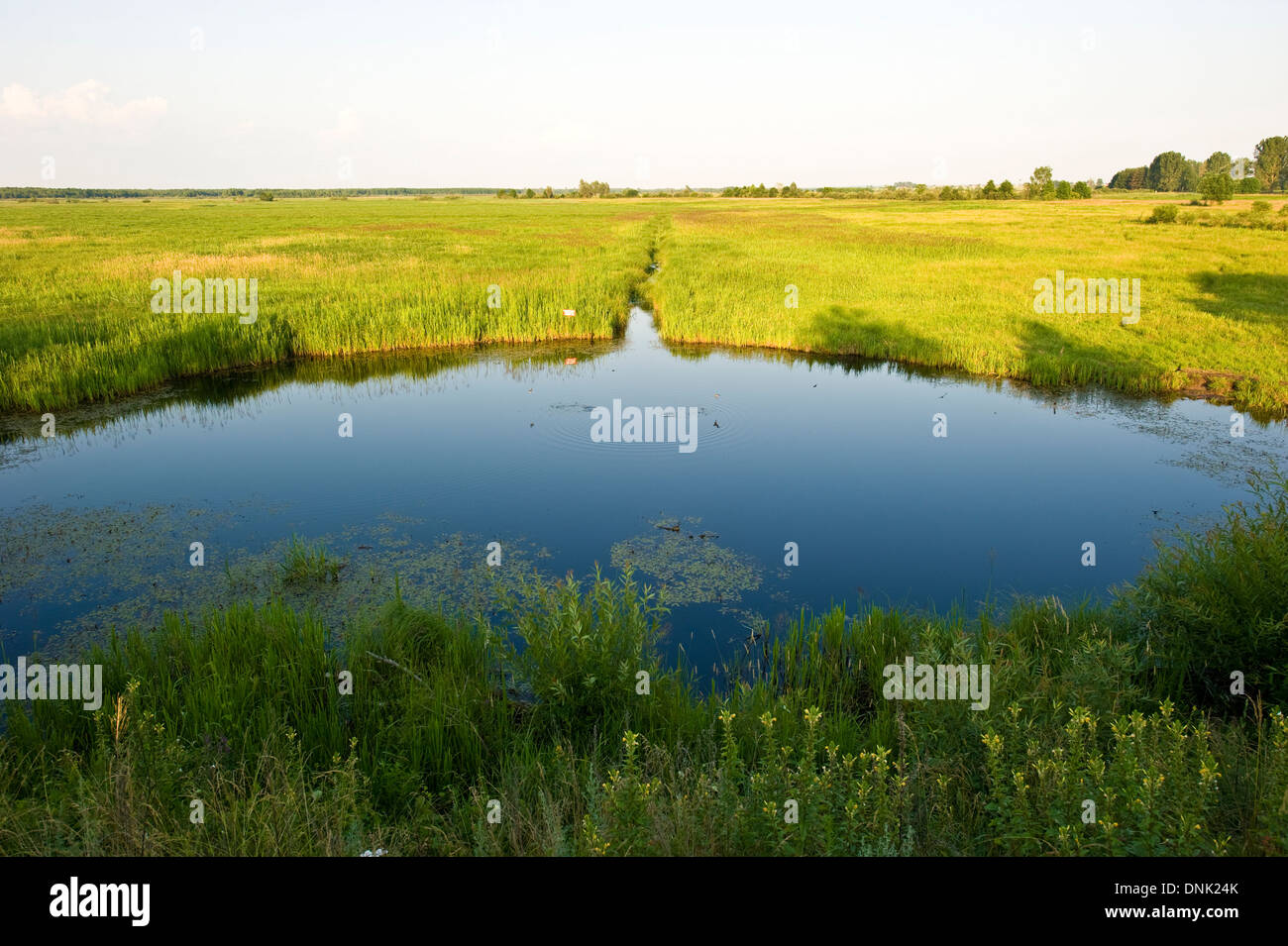 Biebrza river reserve in NE Poland Stock Photo - Alamy