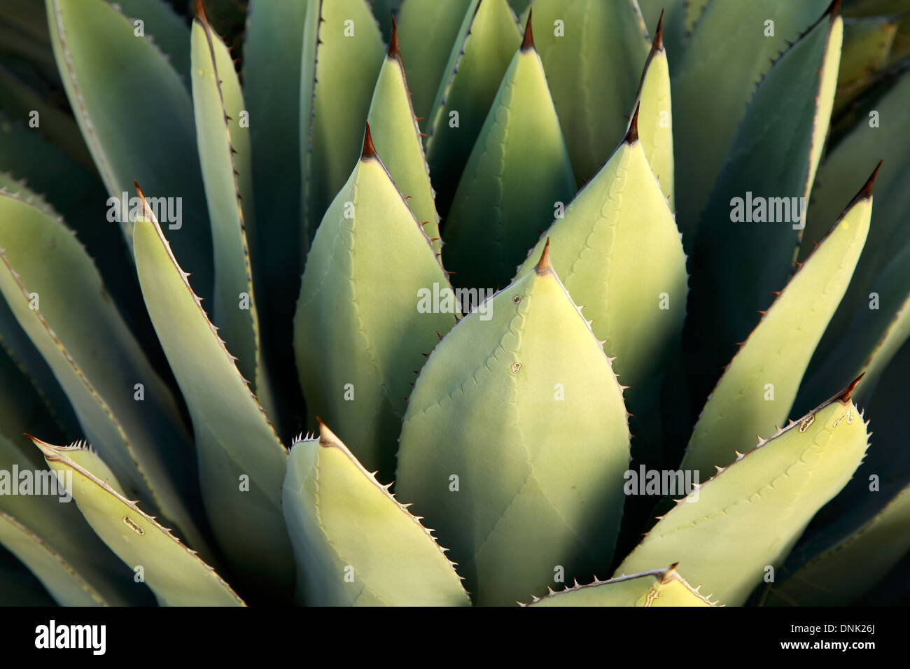 New Mexico Agave (Agave neomexicana), City of Rocks State Park, near ...
