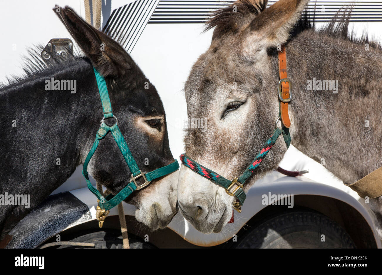 Burros get race ready before a Western Pack Burro Association event, a ...