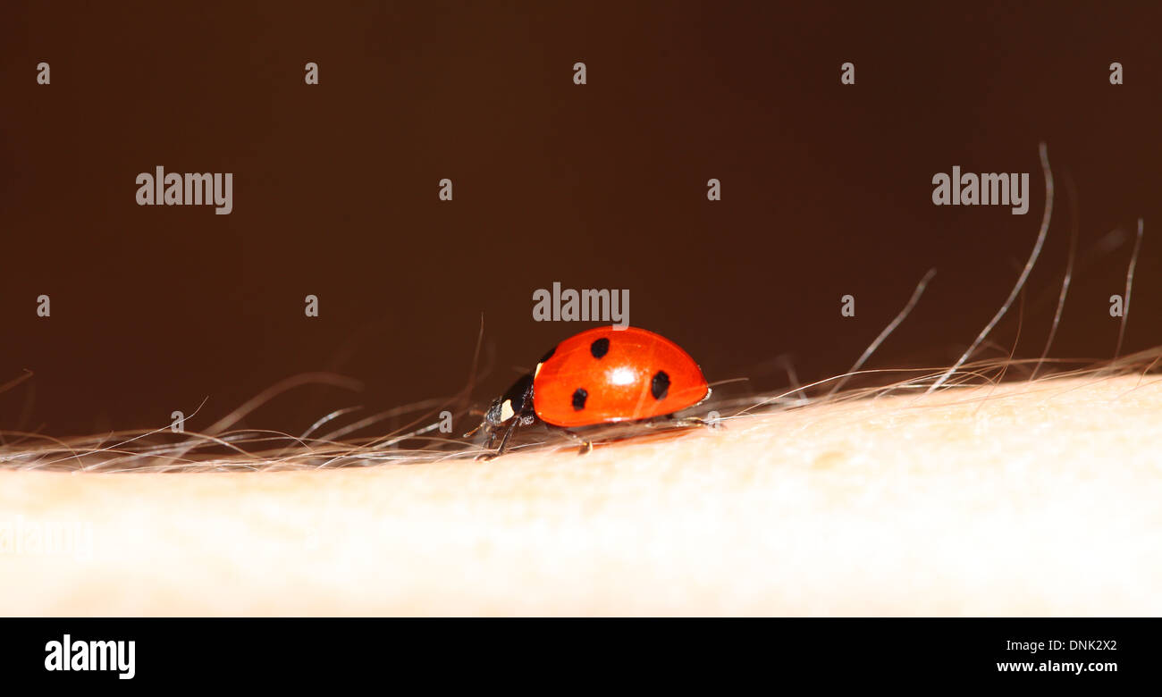red ladybug on woman hand ladybird nature Stock Photo - Alamy