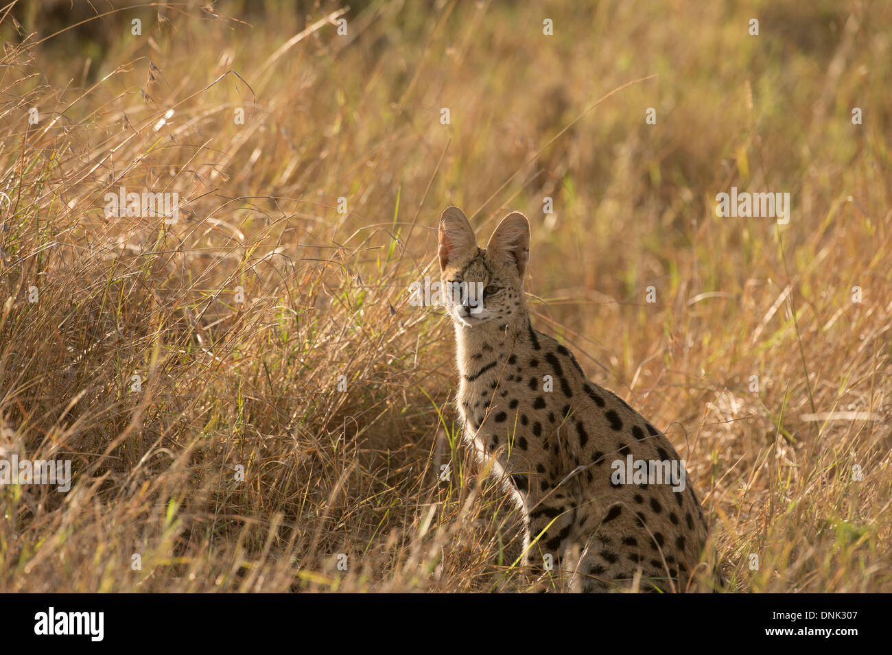 Serval cat tree hi-res stock photography and images - Alamy