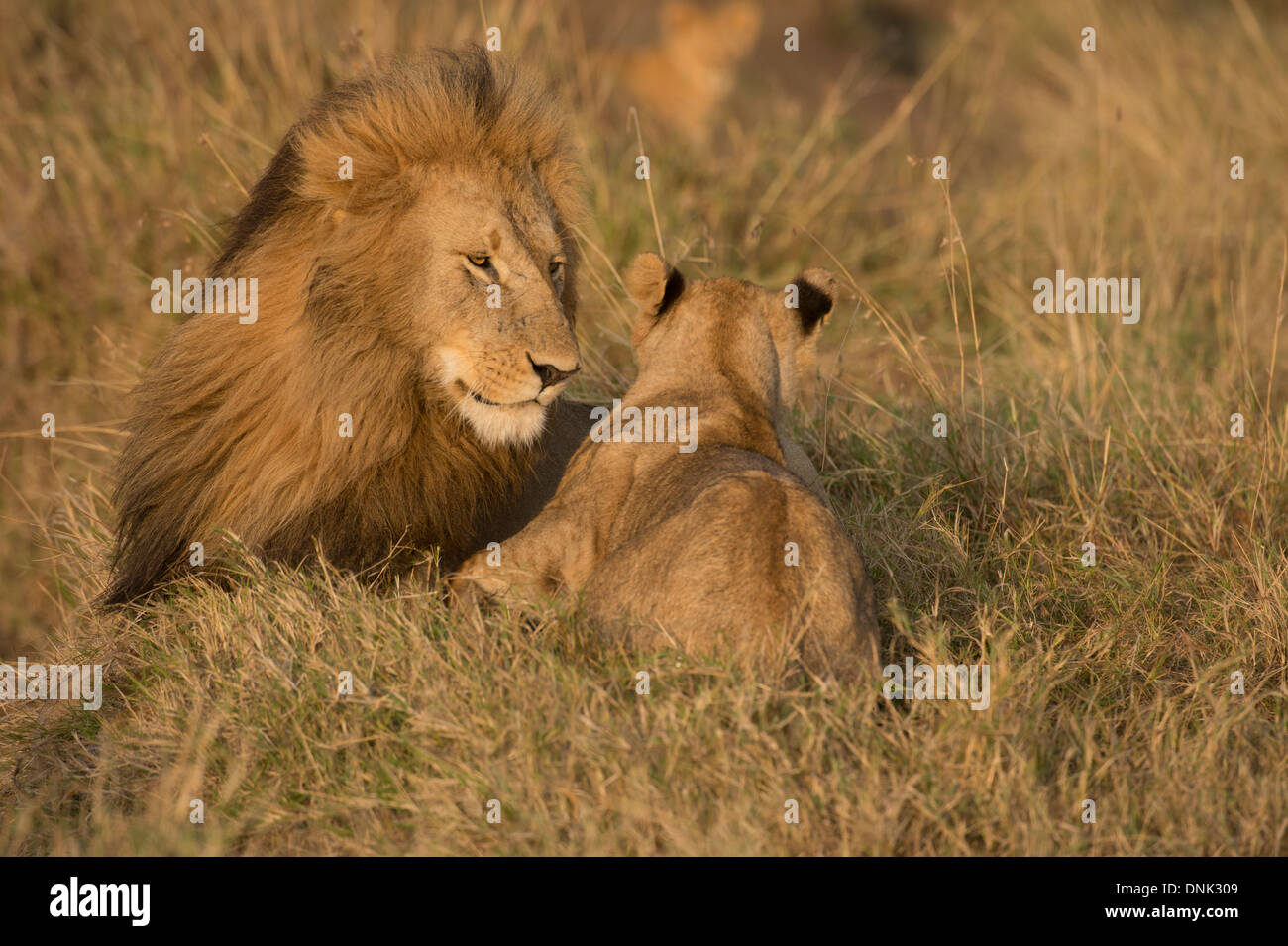 Pride lion with cub Stock Photo - Alamy