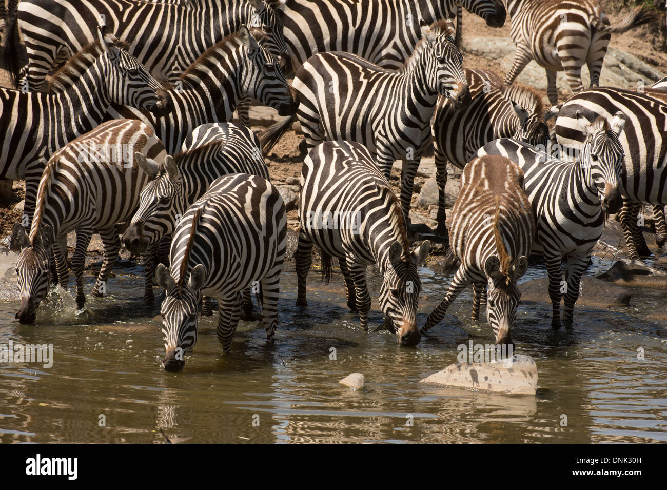 Zebra's at river Stock Photo - Alamy