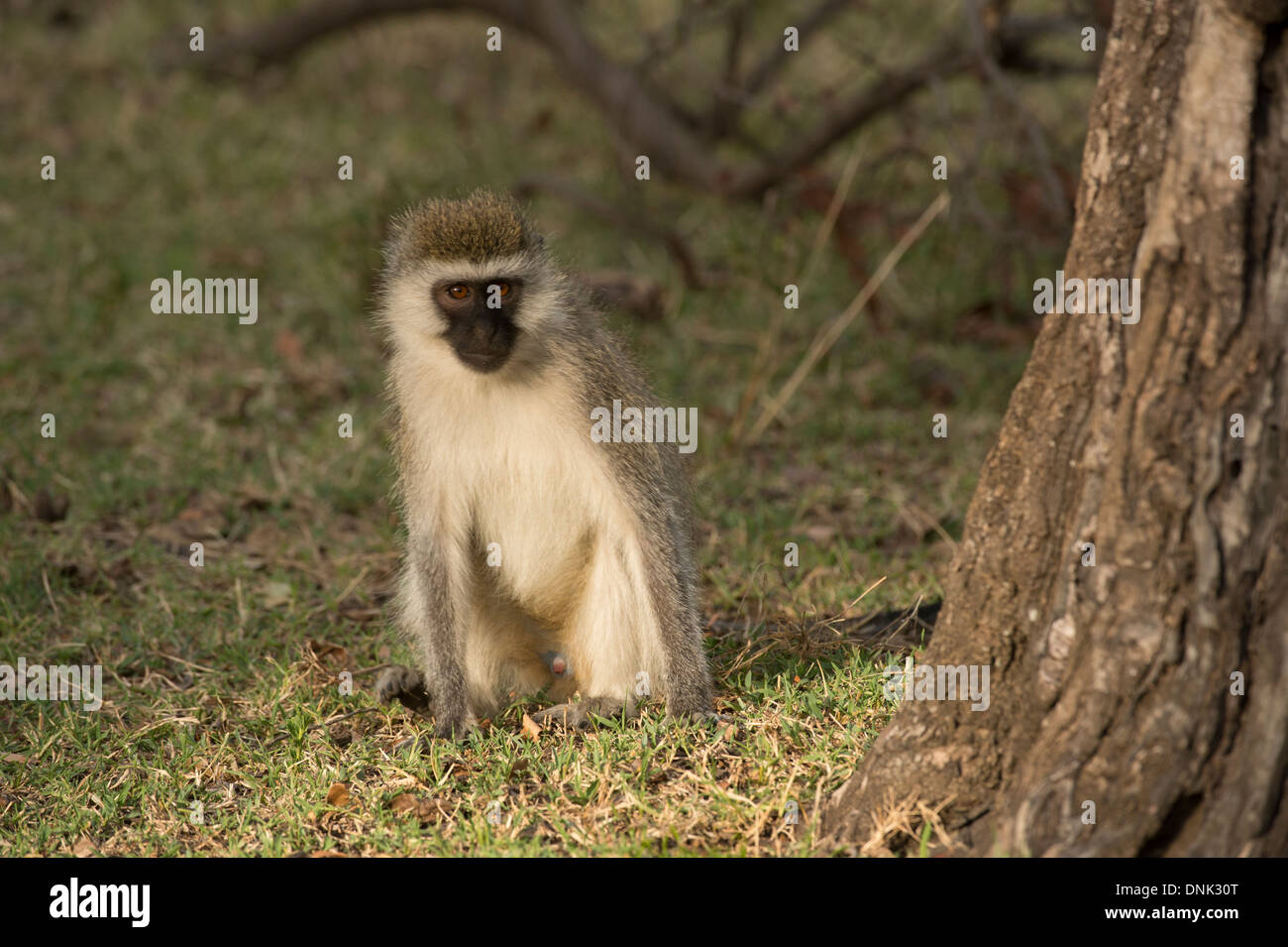 Vervet monkey alarm hi-res stock photography and images - Alamy