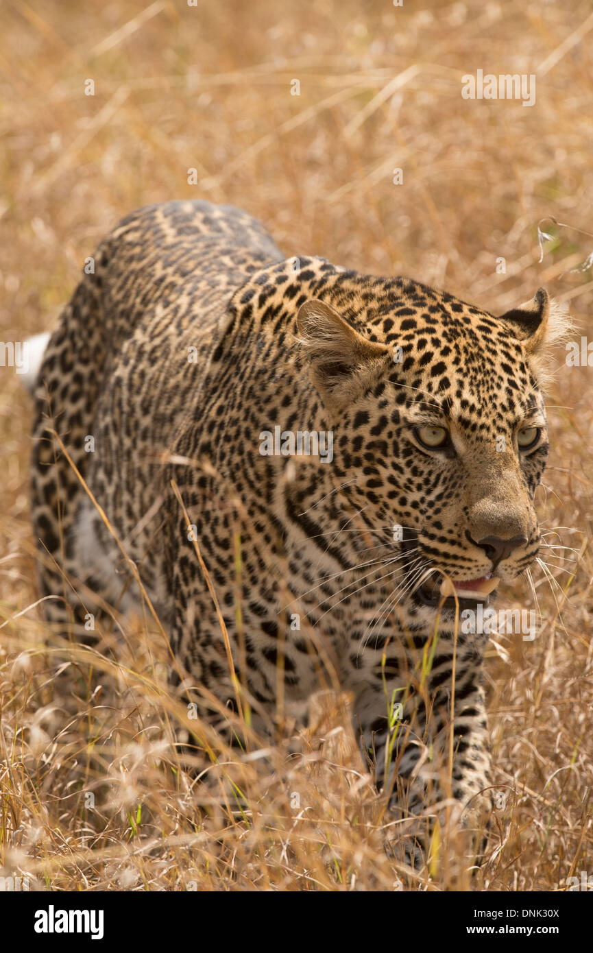 Leopard diet hi-res stock photography and images - Alamy