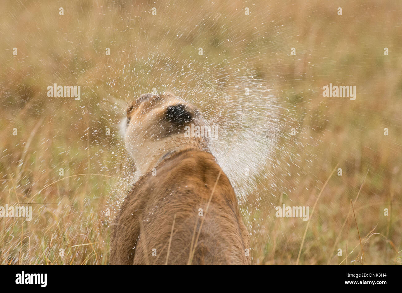 Lion spraying hi-res stock photography and images - Alamy
