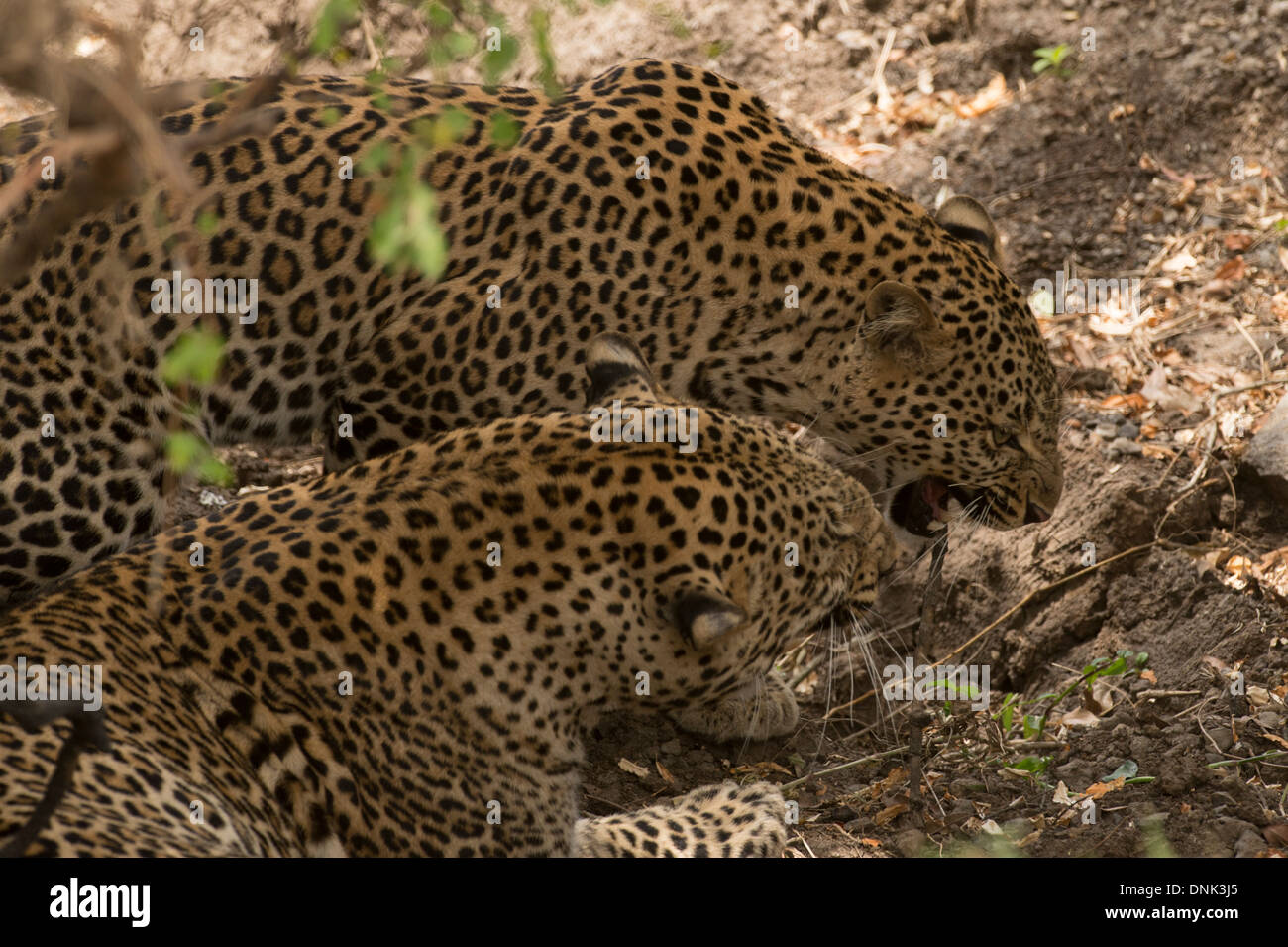 Leopards mating hi-res stock photography and images - Alamy