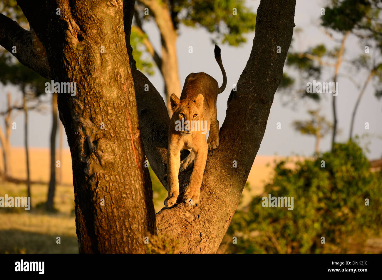 Cub climbing down hi-res stock photography and images - Alamy