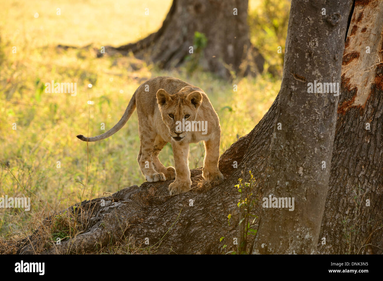 lion cb in shade Stock Photo - Alamy