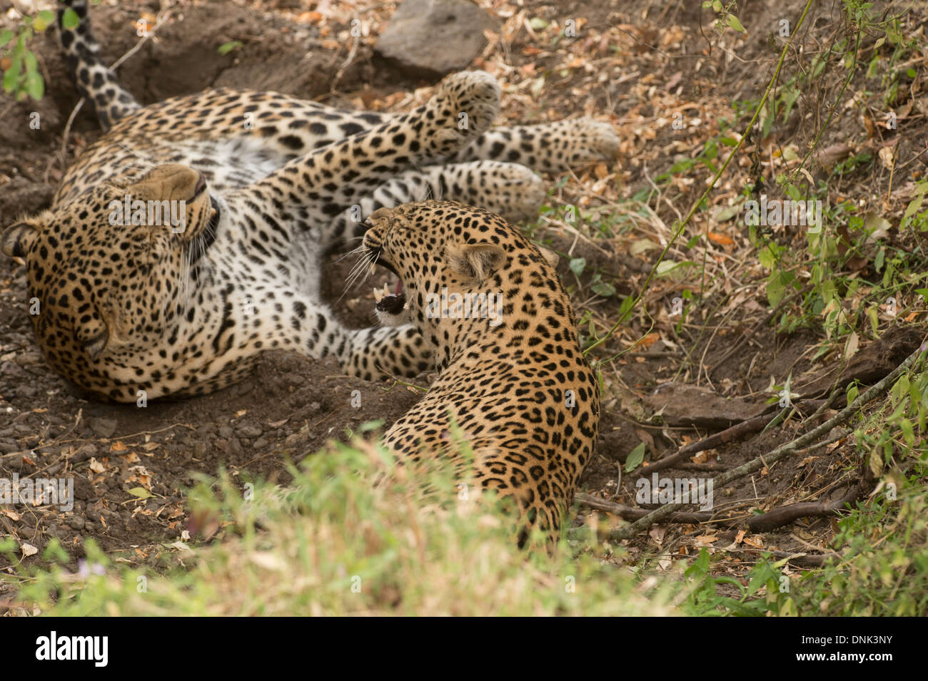 Mating leopards africa hi-res stock photography and images - Alamy