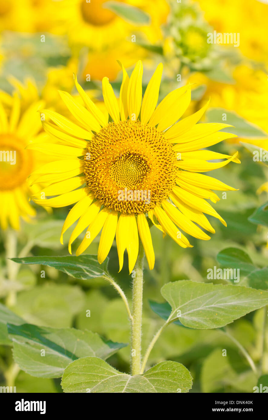 Beautiful large single sunflower hi-res stock photography and images ...
