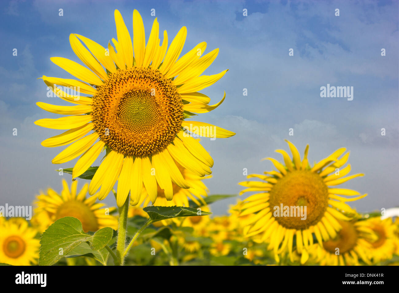 Beautiful large yellow sunflower hi-res stock photography and images ...