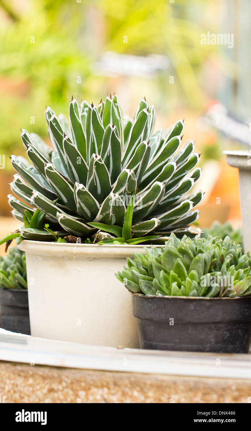 Group of succulents plants Stock Photo - Alamy