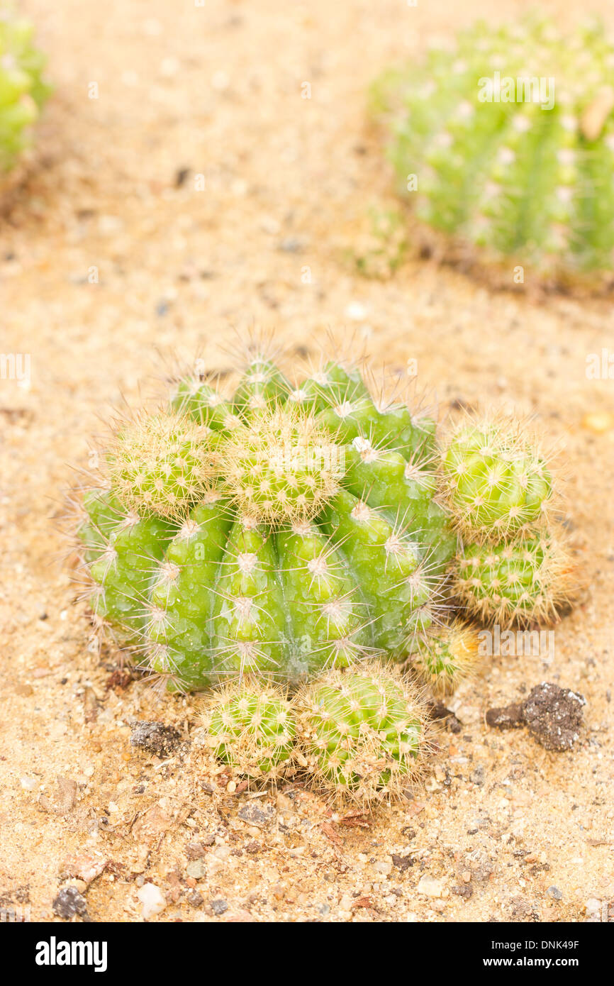 Cactus plant with thorns Stock Photo - Alamy