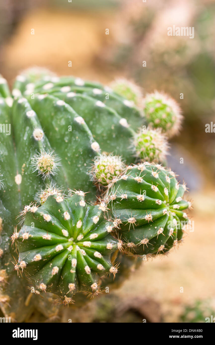 Close up of Cactus plant Stock Photo - Alamy