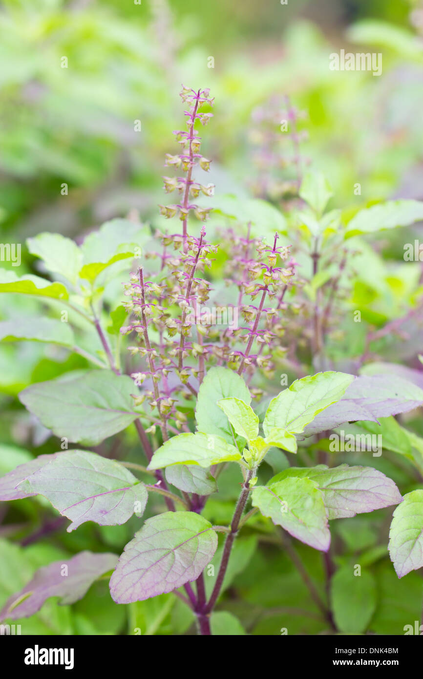 Ocimum sanctum holy basil hi-res stock photography and images - Alamy