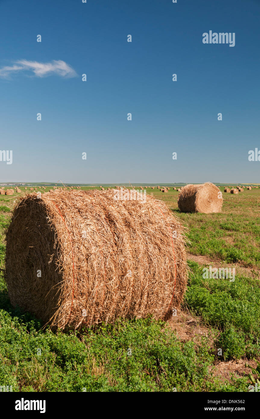 Hay bales in a farm field Stock Photo - Alamy