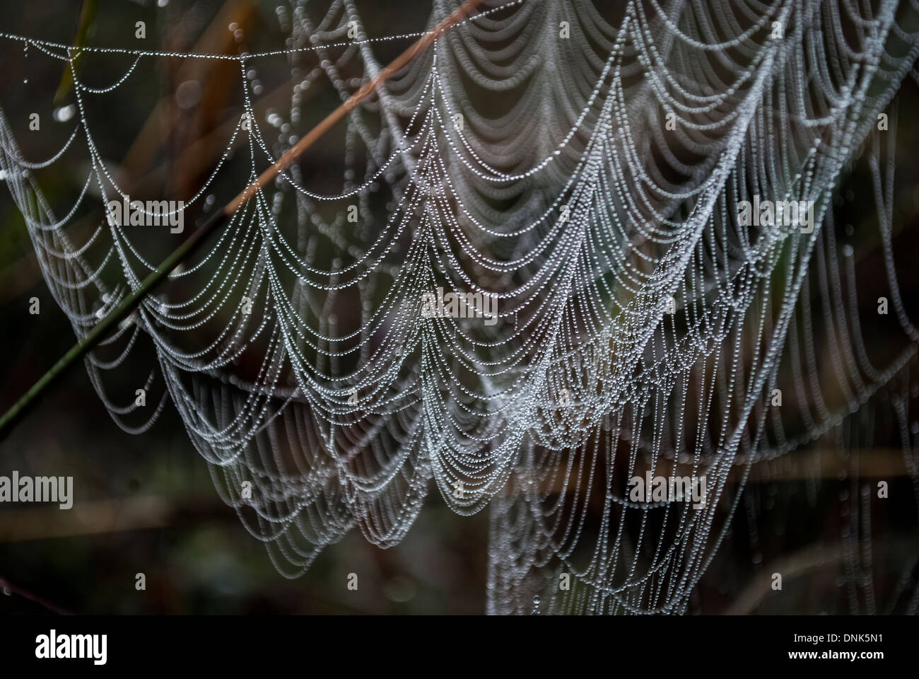 Spider_net hi-res stock photography and images - Alamy